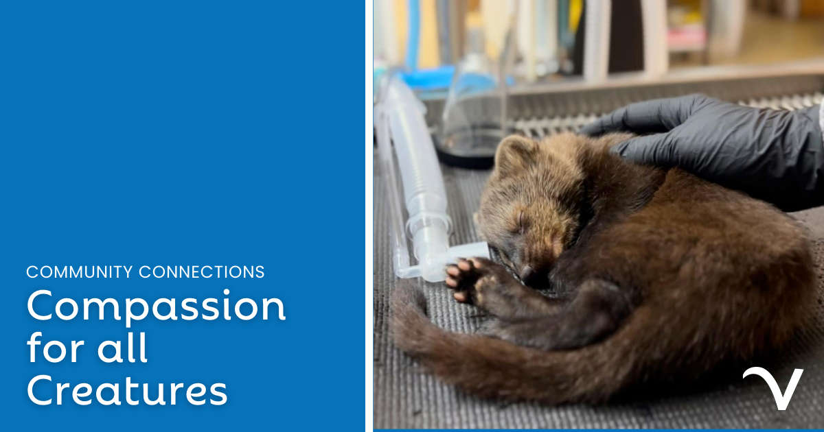 Compassion for All Creatures